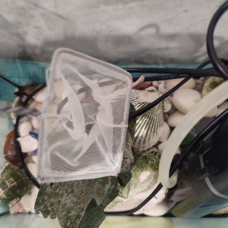 Аквариумные рыбки