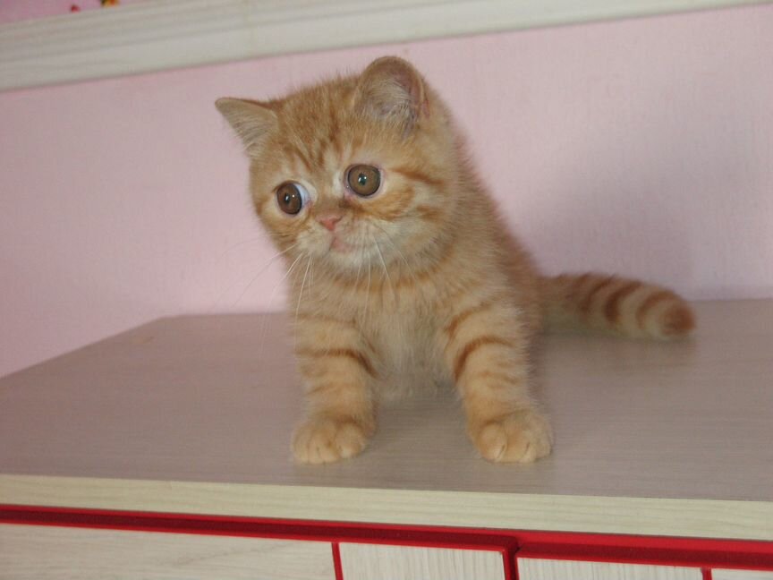 Экзотический котик