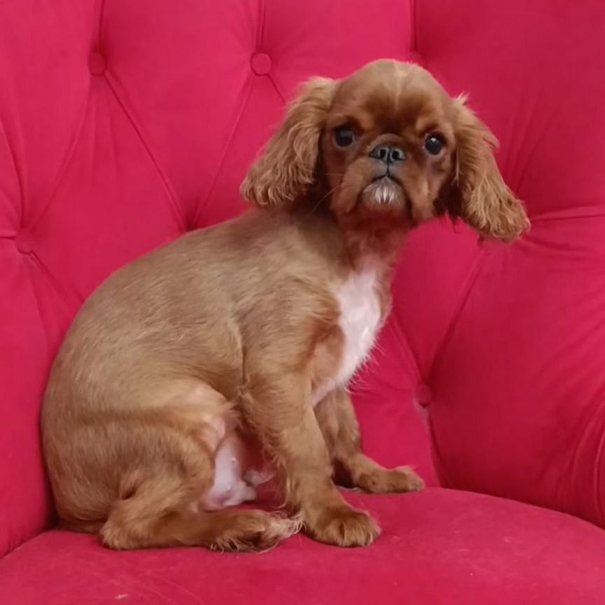 Кинг чарльз спаниель