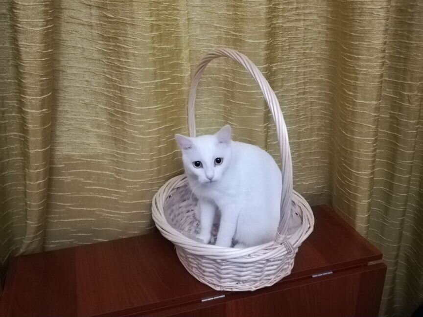Кот, Лаки"