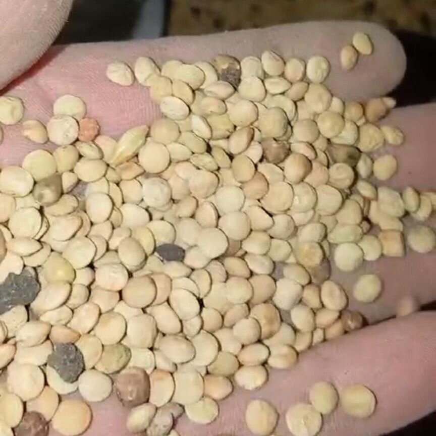 Отходы чечевицы