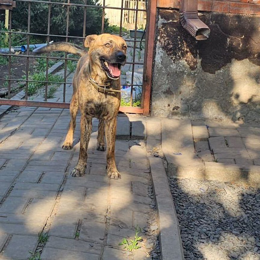 Собака компаньон