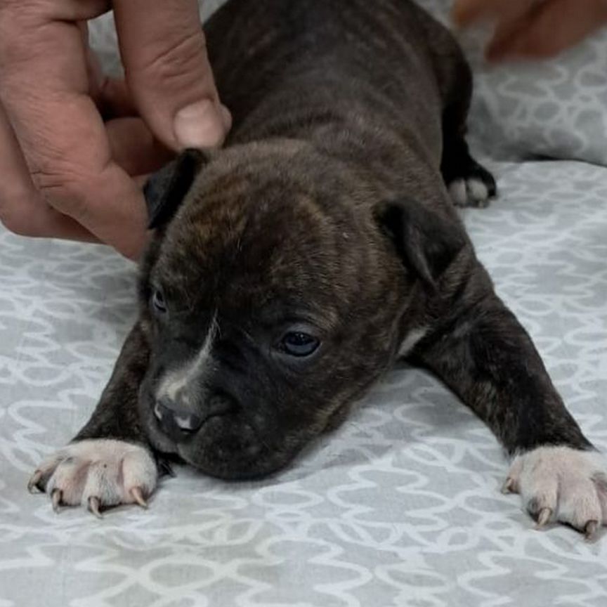 Американский Стаффордширский терьер