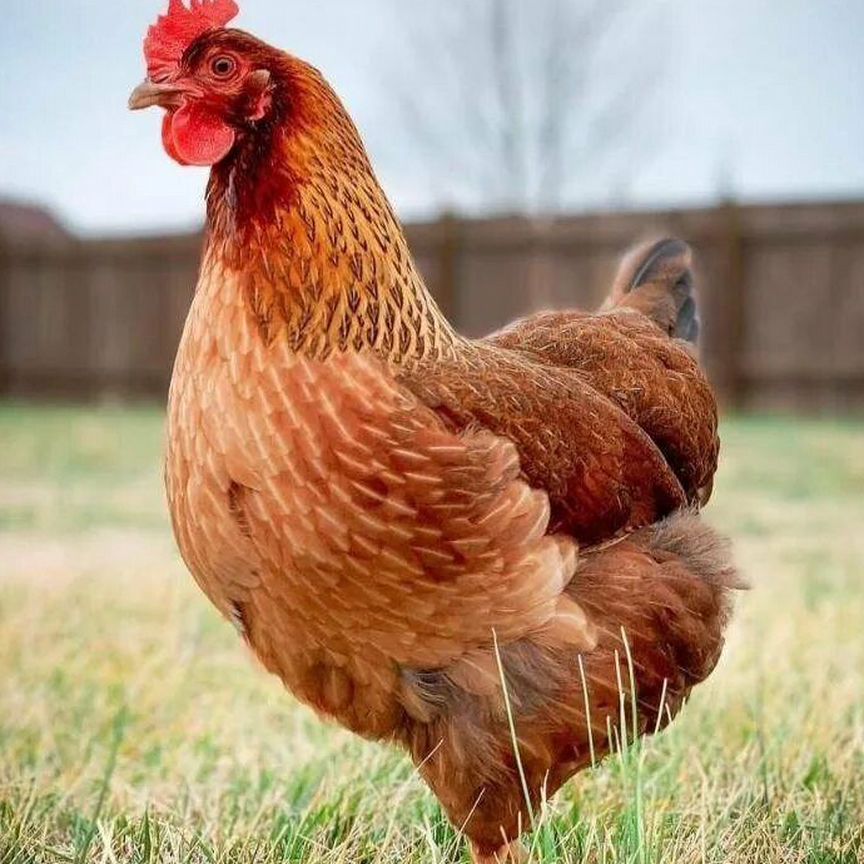 Куры несушки