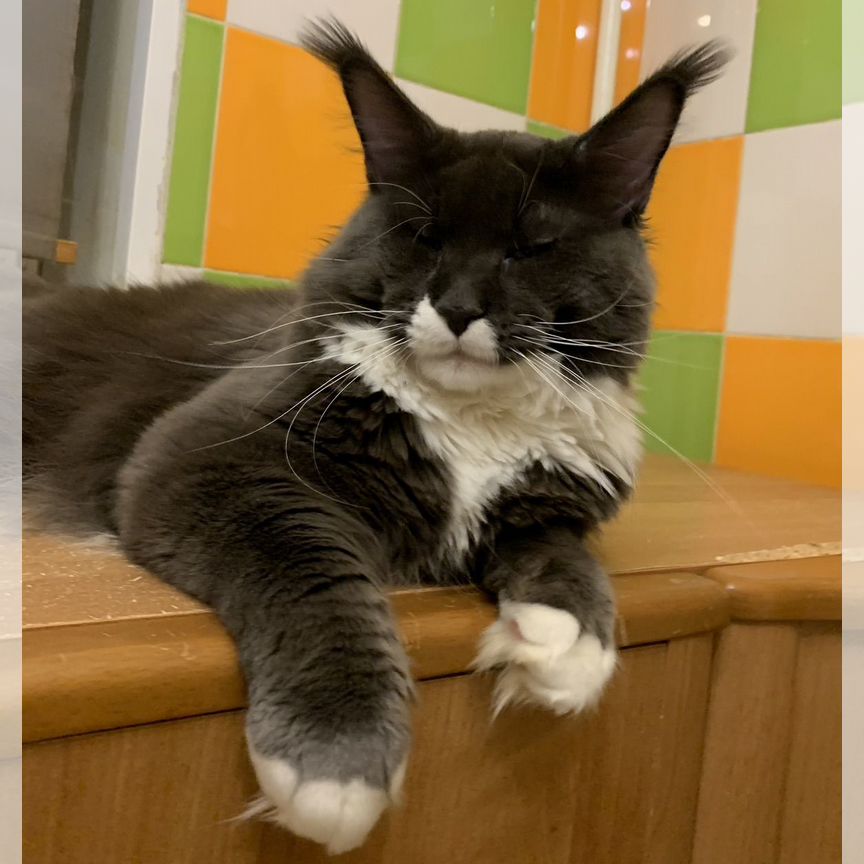 Мейн-кун котёнок