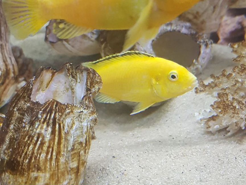 Аквариумные рыбки, цихлиды