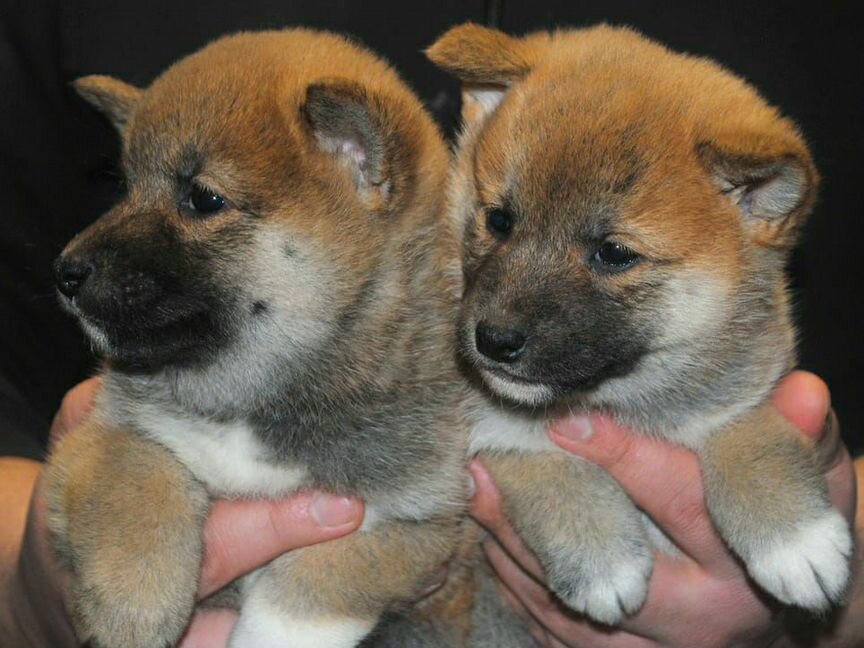 Девочки сиба-ину. Полтора месяца