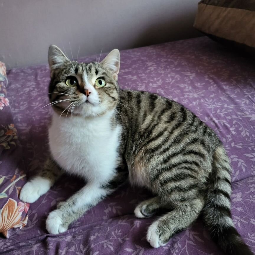 Кошка в добрые руки