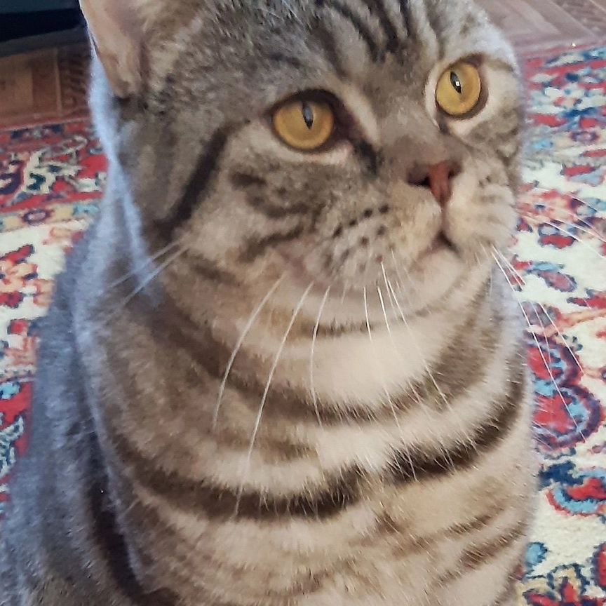 Шотландский кот