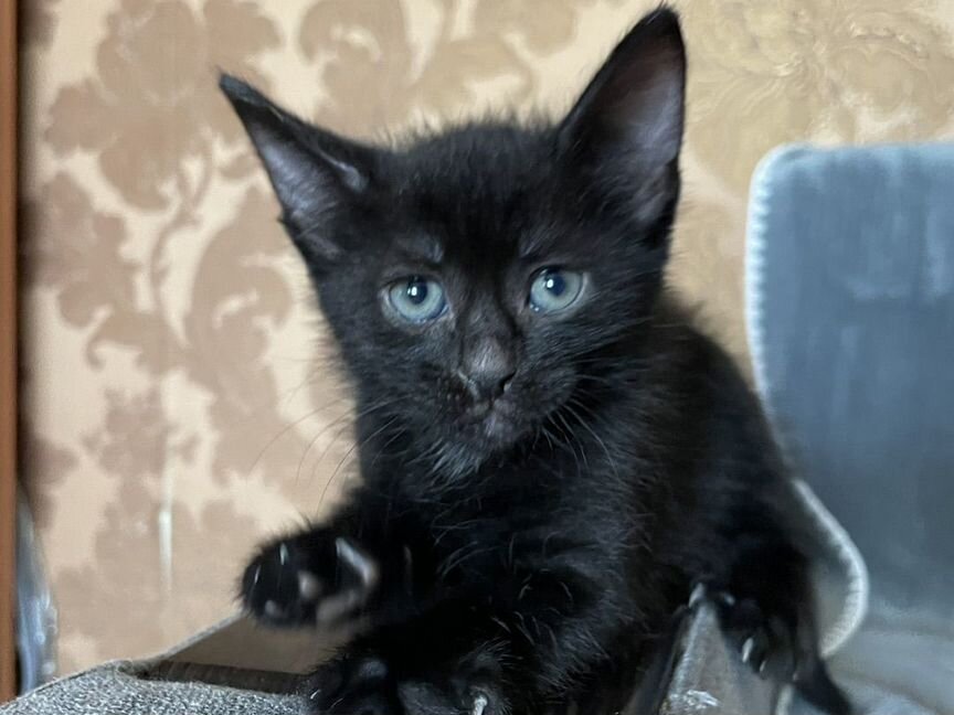 Черный котик на счастье