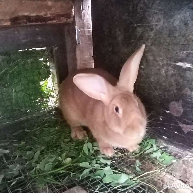 Кролики бургундские