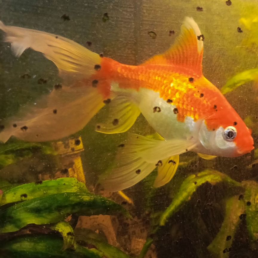 Аквариум с рыбками