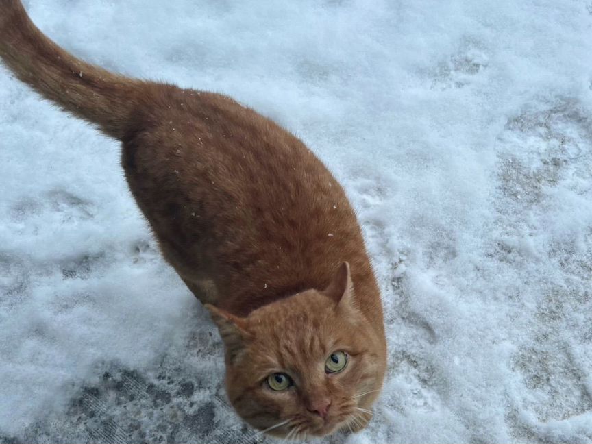 Кот рыжик ищет семью