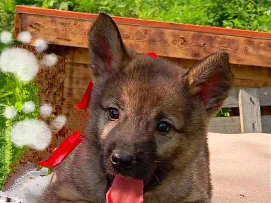 Щенки ищут дом