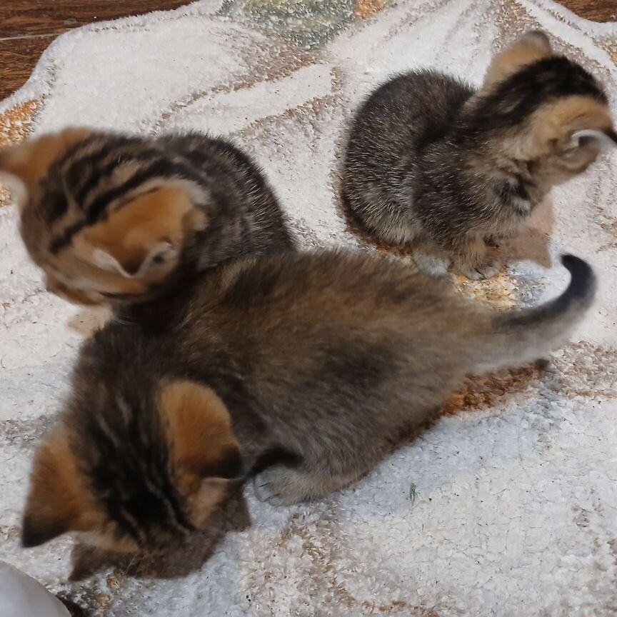 Шотландские прямоухие котята