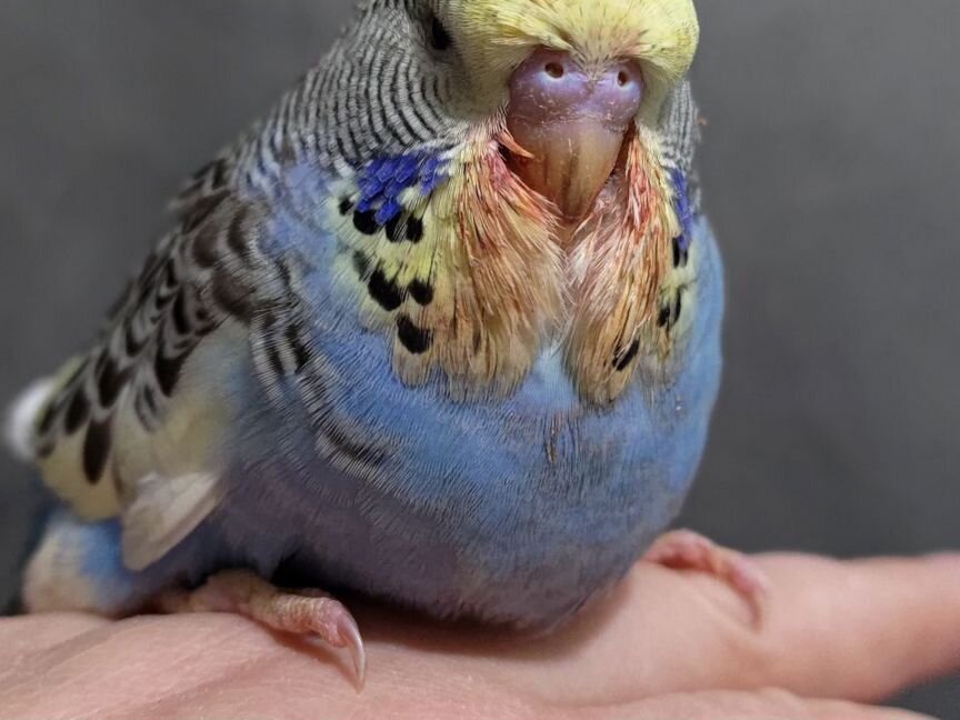 Птенцы волнистого попугая получехи