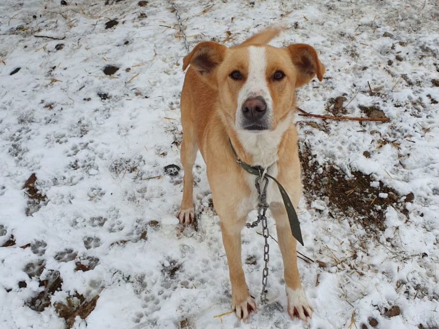 Собака девочка, стерильная