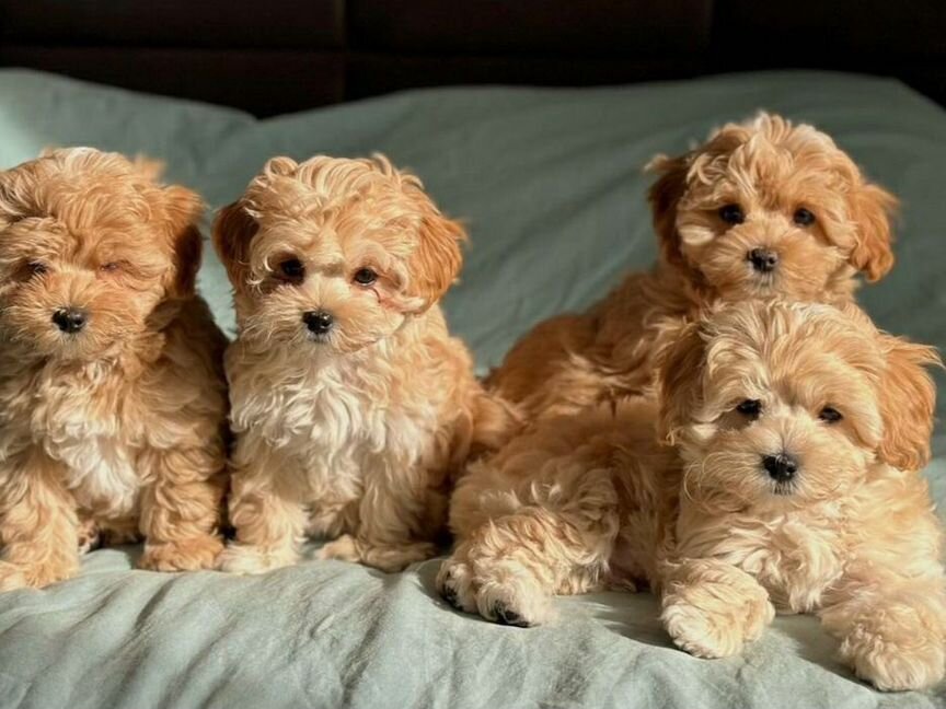 Щенки в добрые руки