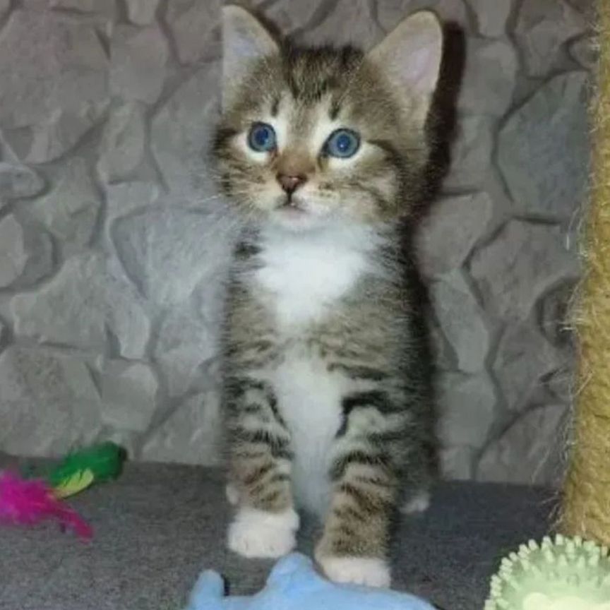 Котёнок в добрые руки