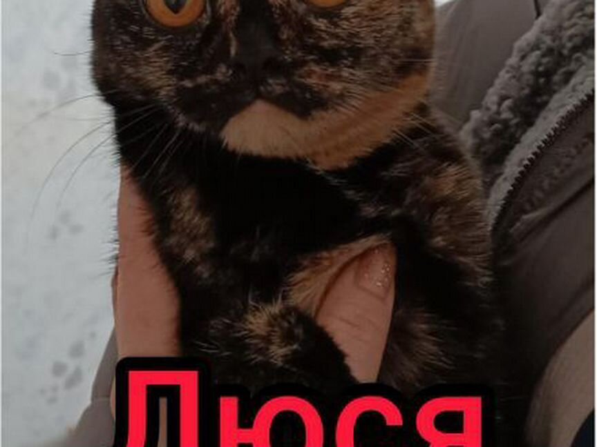Кошки в добрые руки бесплатно