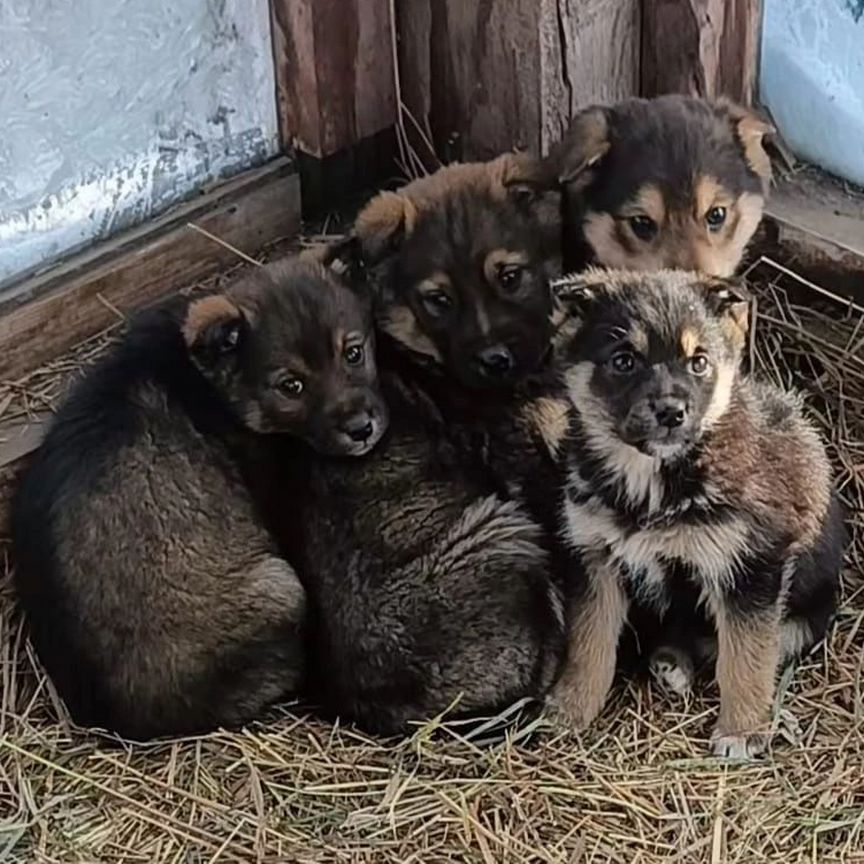 Малышня ищет дом)