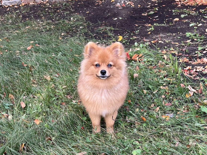 Померанский шпиц лисичка