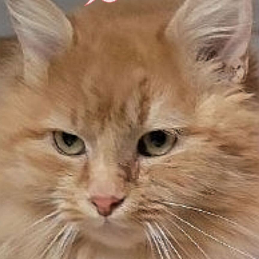 Скоро выпуск