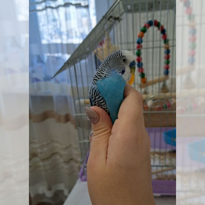 Волнистый попугай молодой с клеткой