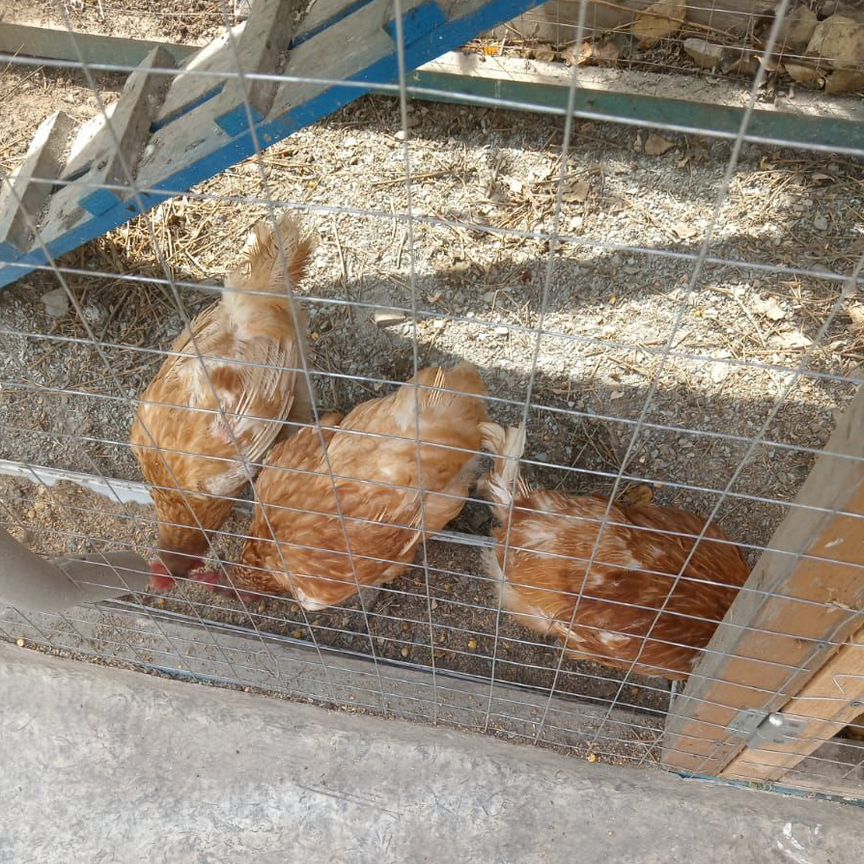 Куры несушки продам