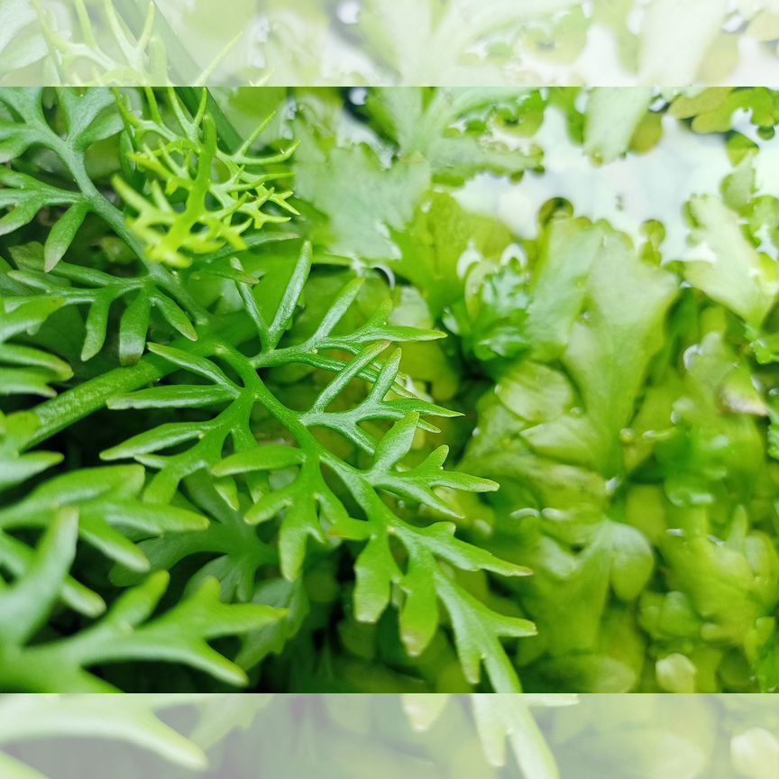 Папоротник в аквариум