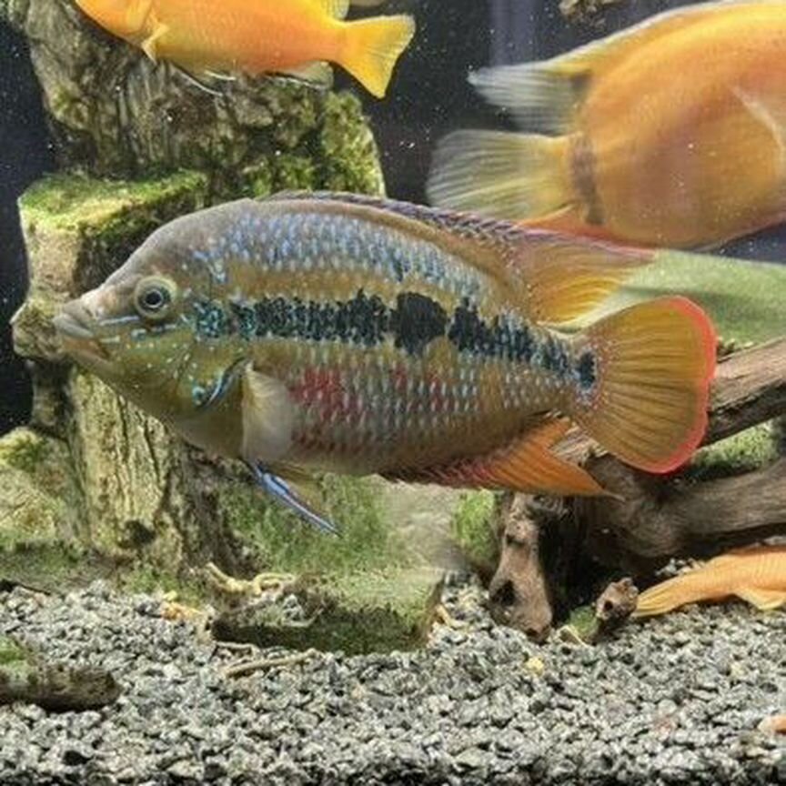 Цихлазома Сальвини