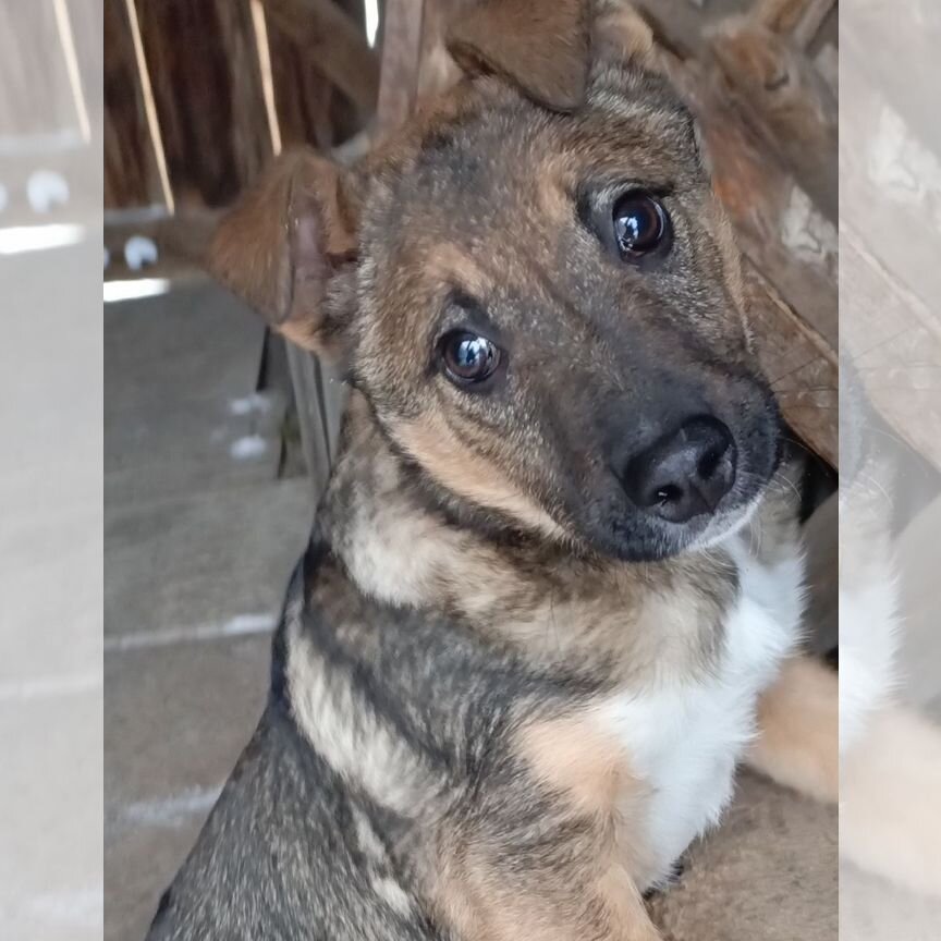 Щенок в добрые руки