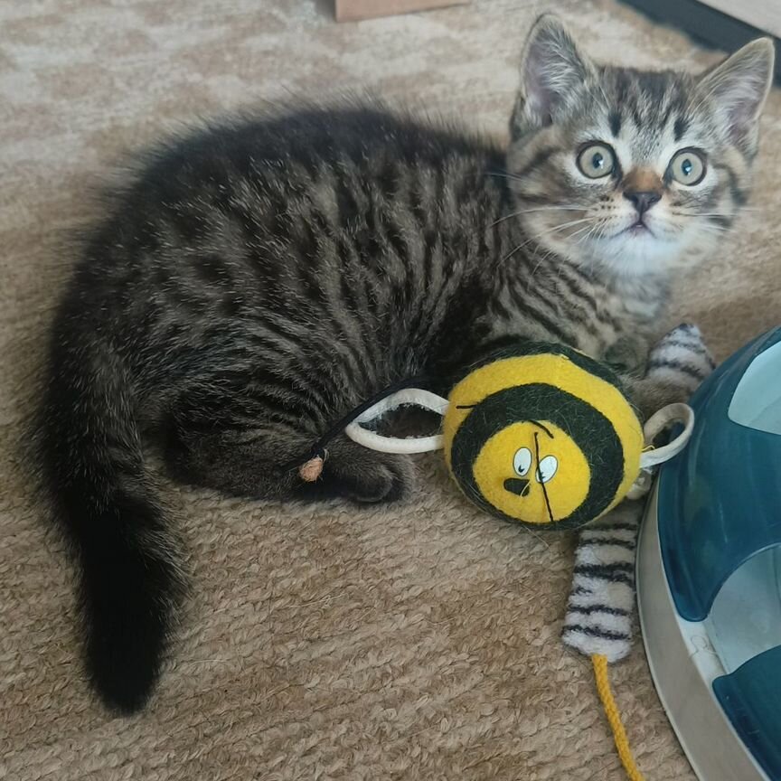 Шотландский прямоухий короткошёрстный котёнок