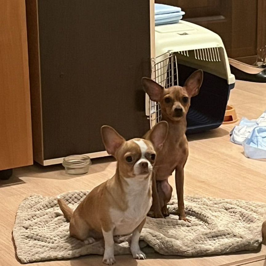 Чихуахуа, взрослая собака