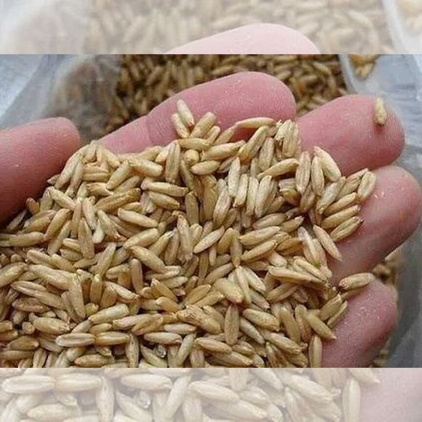 Овëс