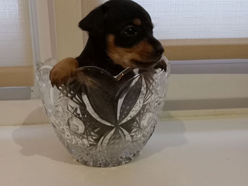 Той-терьер щенки