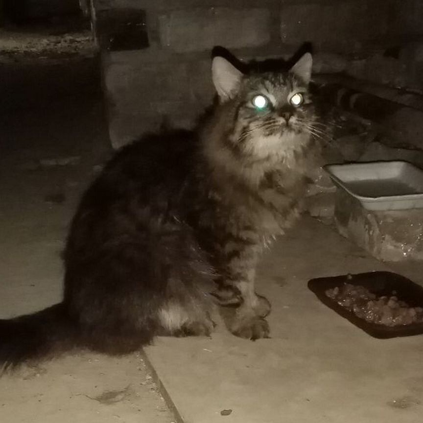 Норвежский лесной котёнок