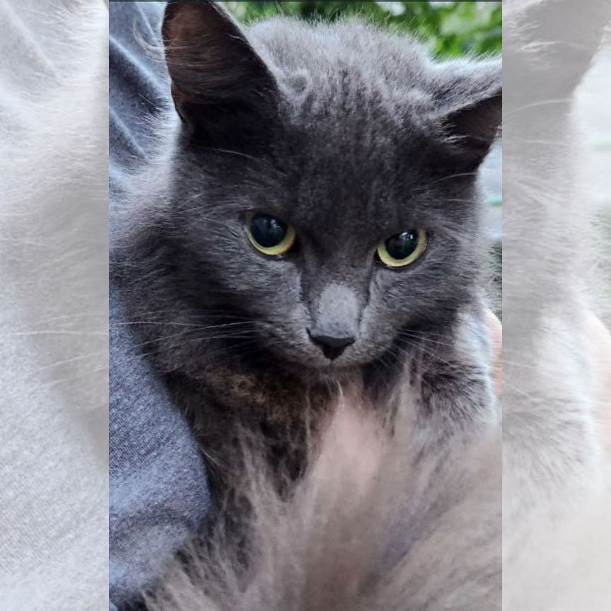 Молодой котик-потеряшка