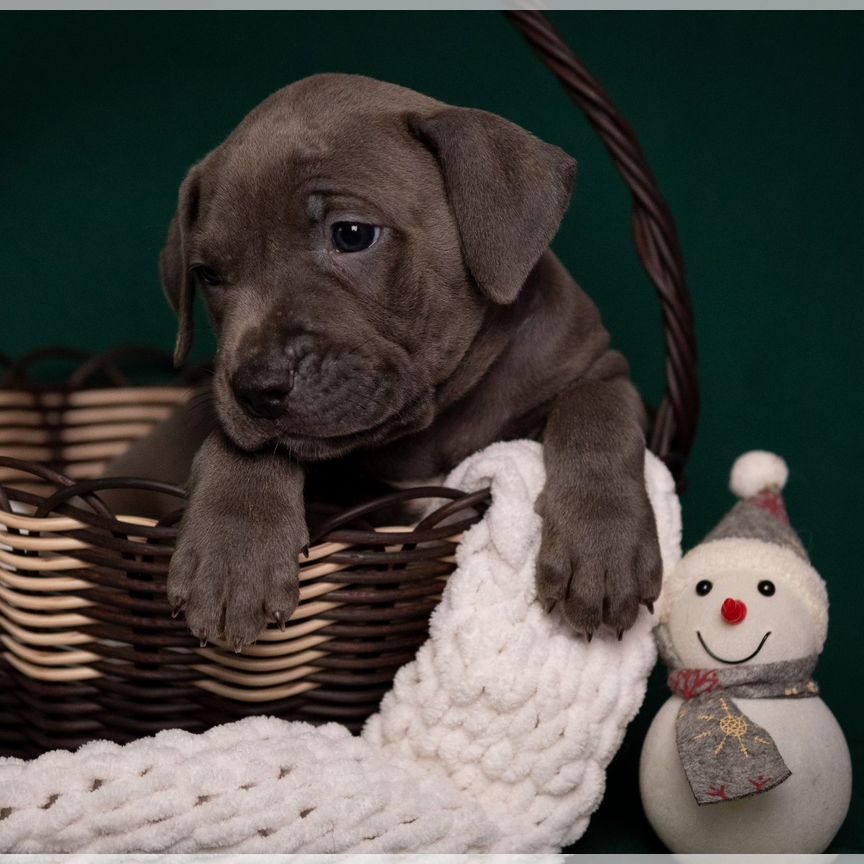 Американский питбультерьер, щенок