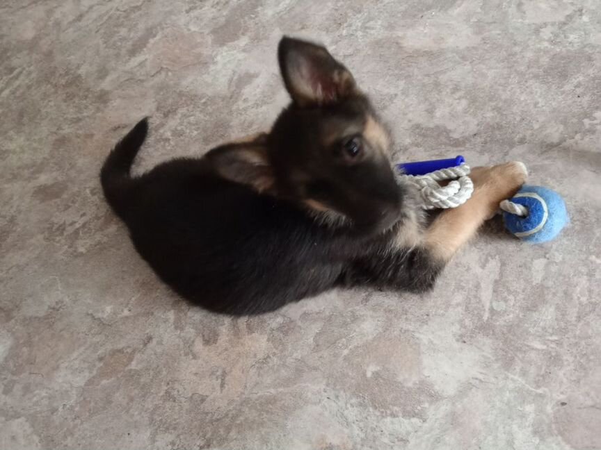 Черная немецкая овчарка