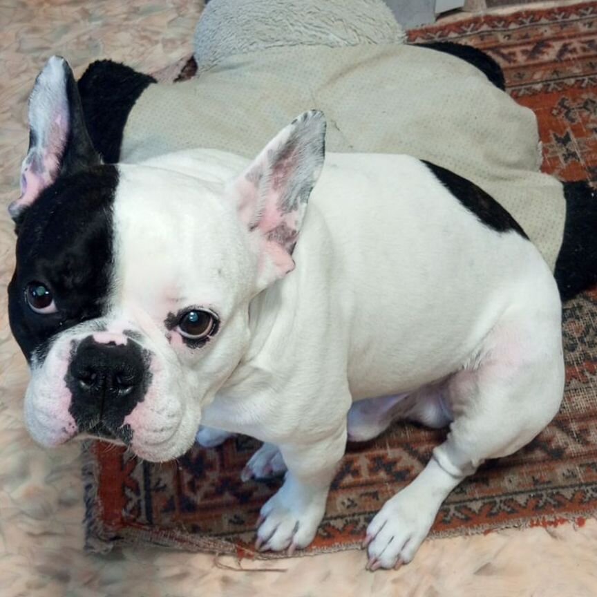 Вязка собак французский бульдог
