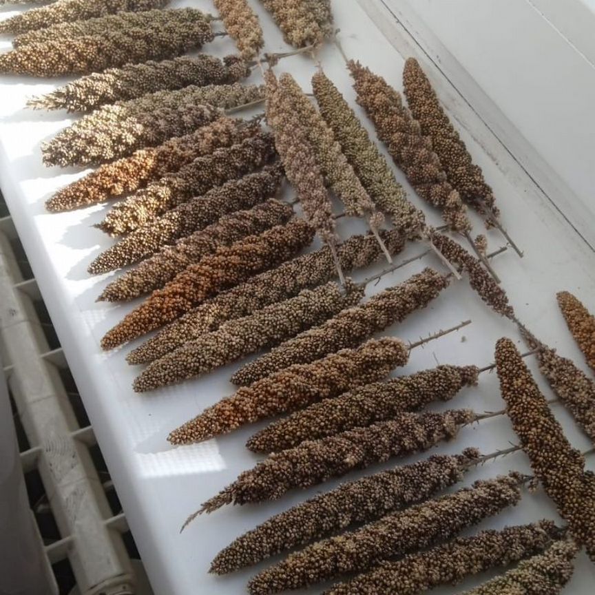 Синегальское просо, чумиза, пайза