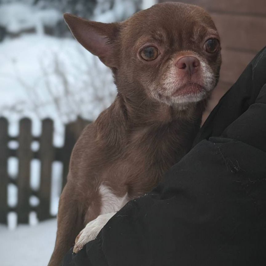 Чихуахуа, взрослая собака