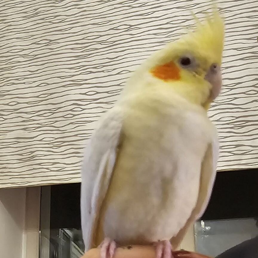 Попугай карелла с клеткой