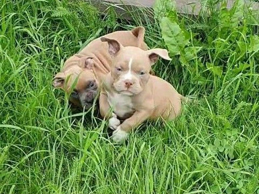 Американский булли девочки