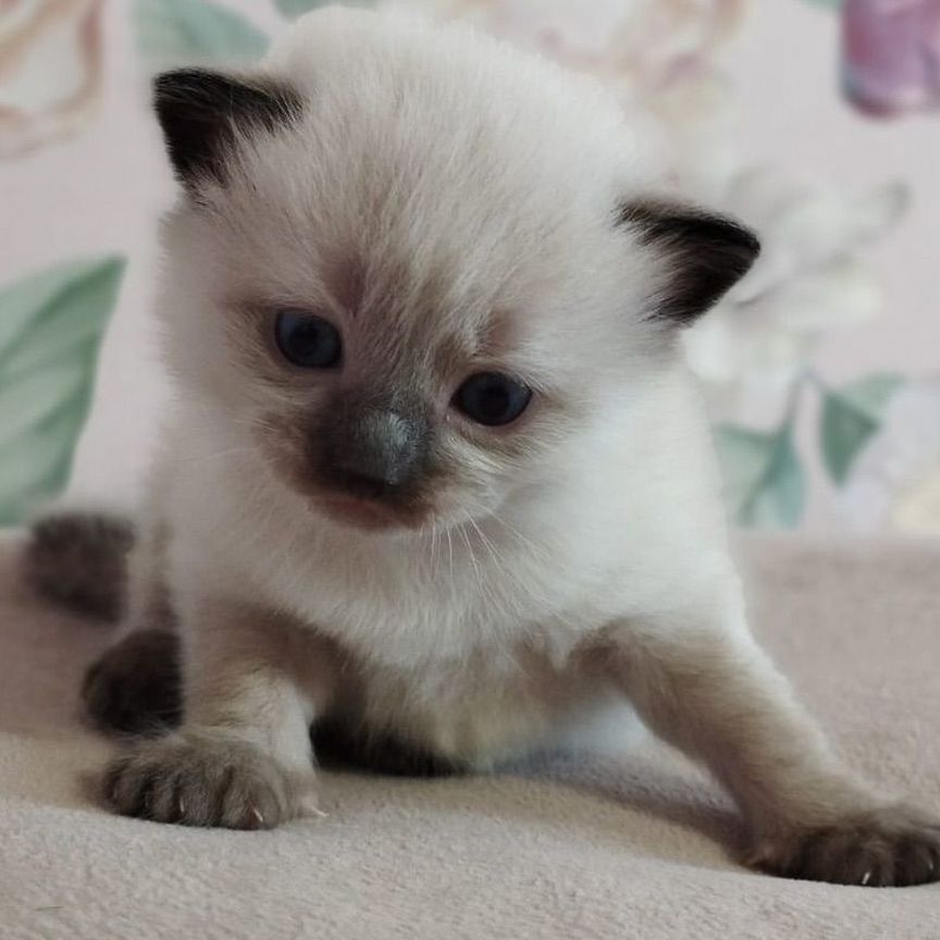 Невские маскарадные котята