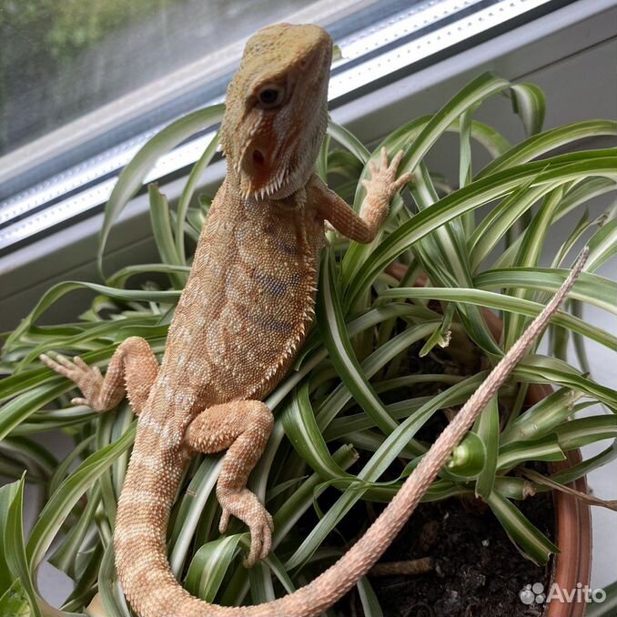 Агамы Самец и Самка Leatherback