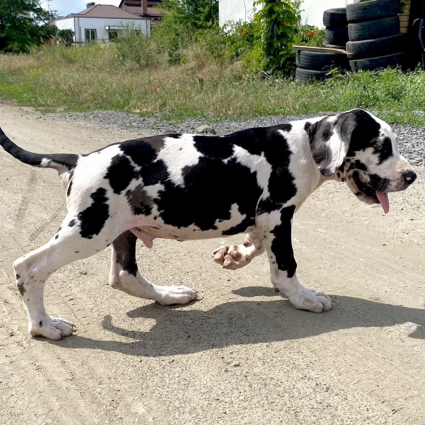 Немецкий дог, щенок