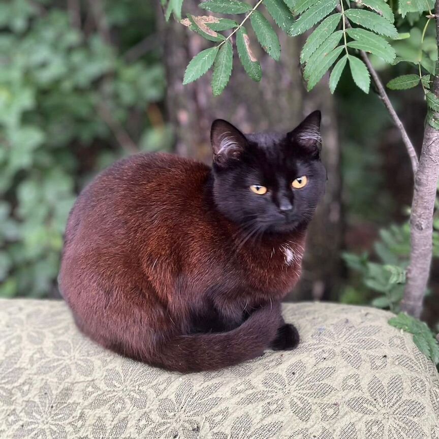 Котенок подросток бесплатно