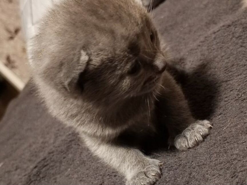 Продам чистокровных шотландских котят